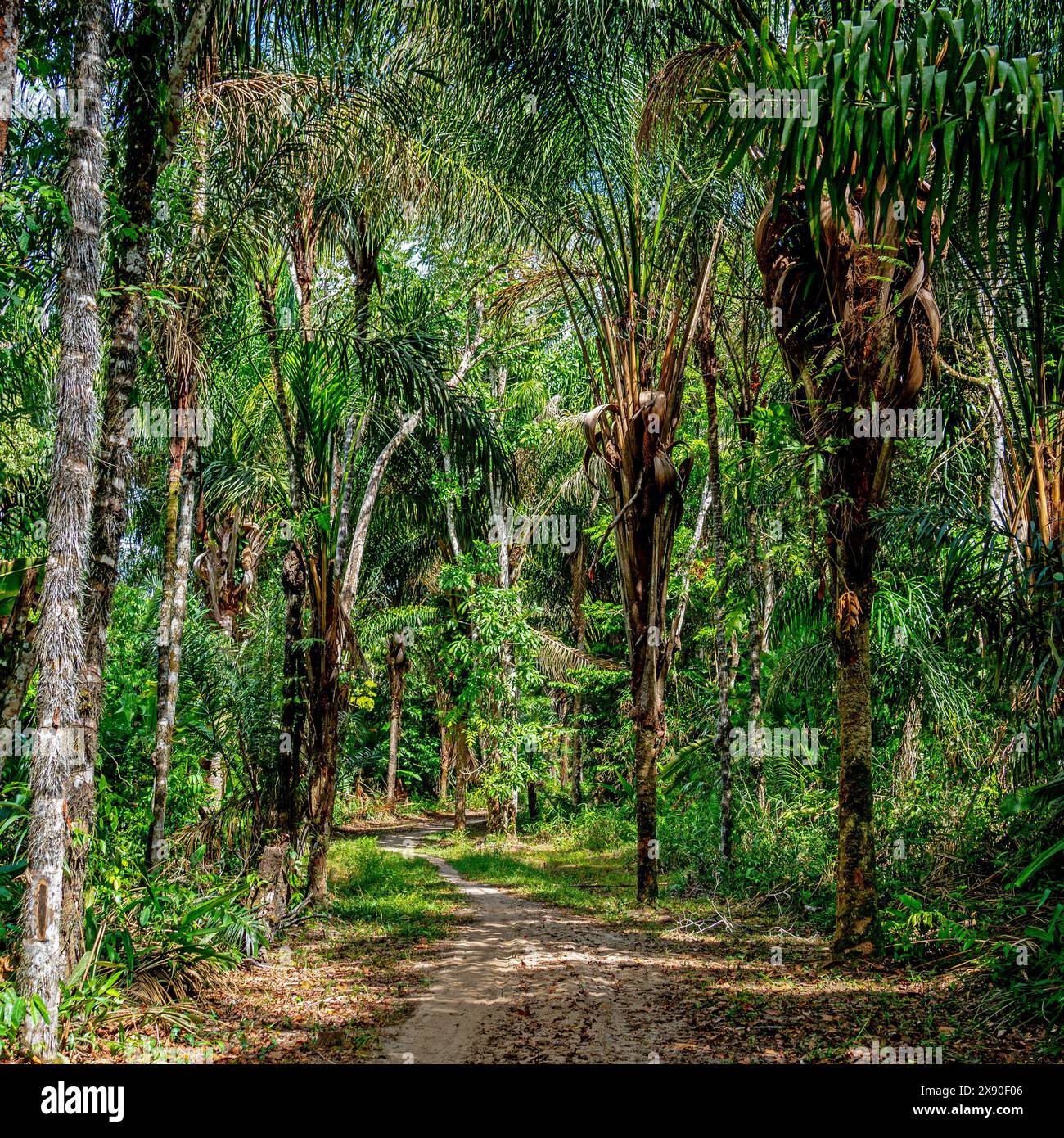 Trail through the jungle near Botapasi, Suriname Stock Photo - Alamy