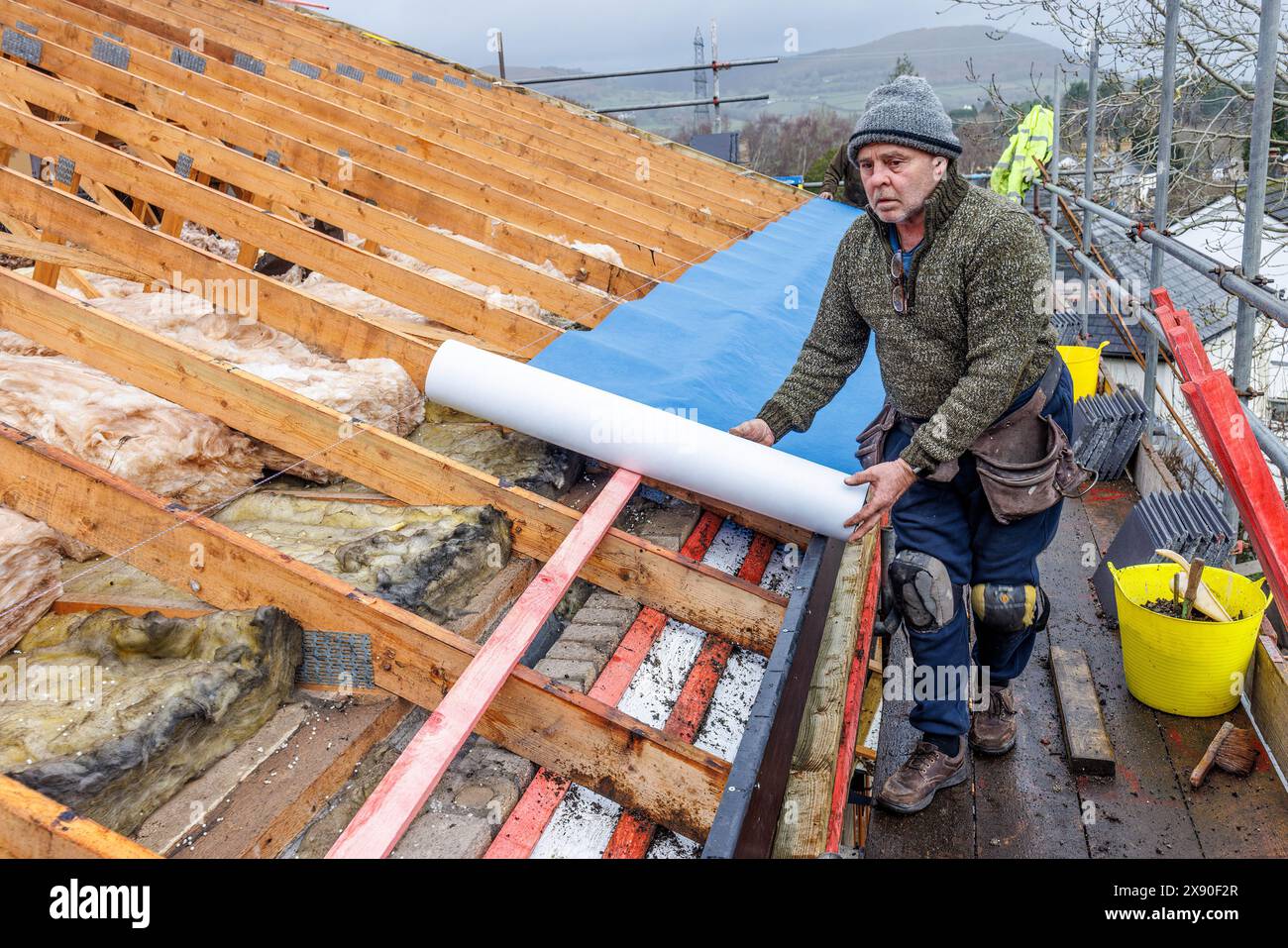 Rolling out new felt during replacement roof project on house ...