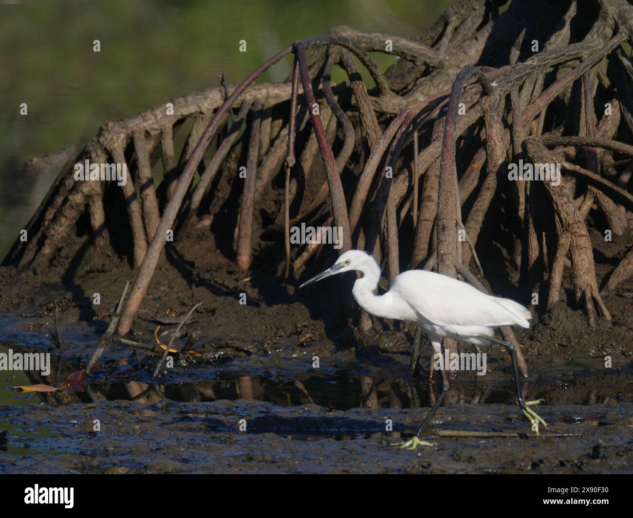 Little Egret in mangrove forest Egretta garzetta Sabah, Malaysia ...