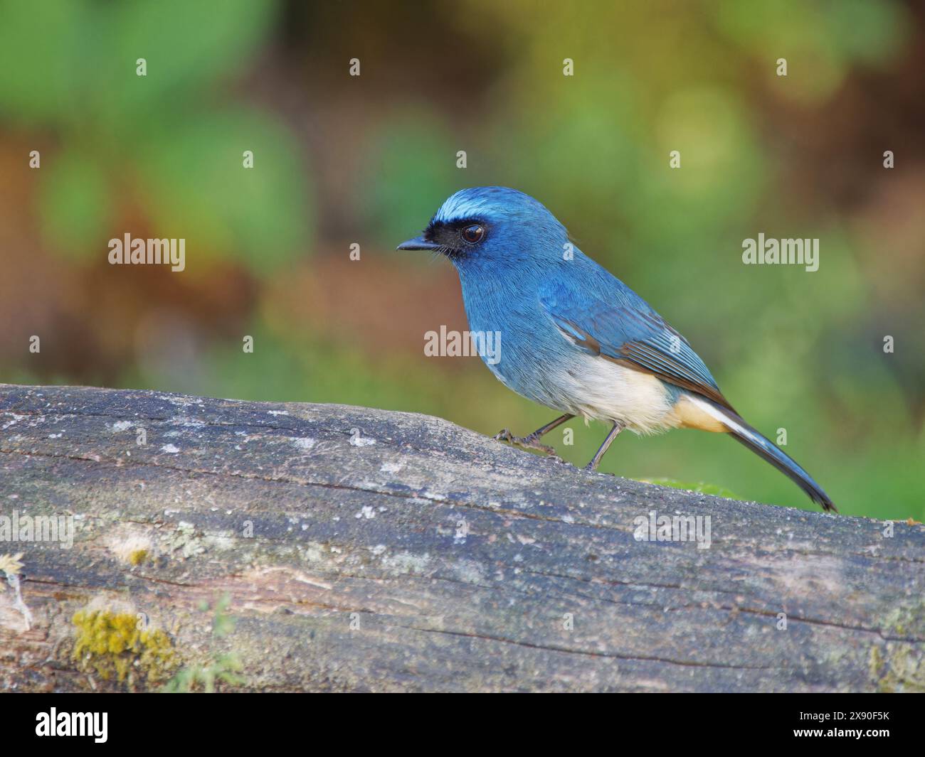 Indigo Flycatcher Eumyias indigo Sabah, Malaysia, Borneo, SE Asia ...
