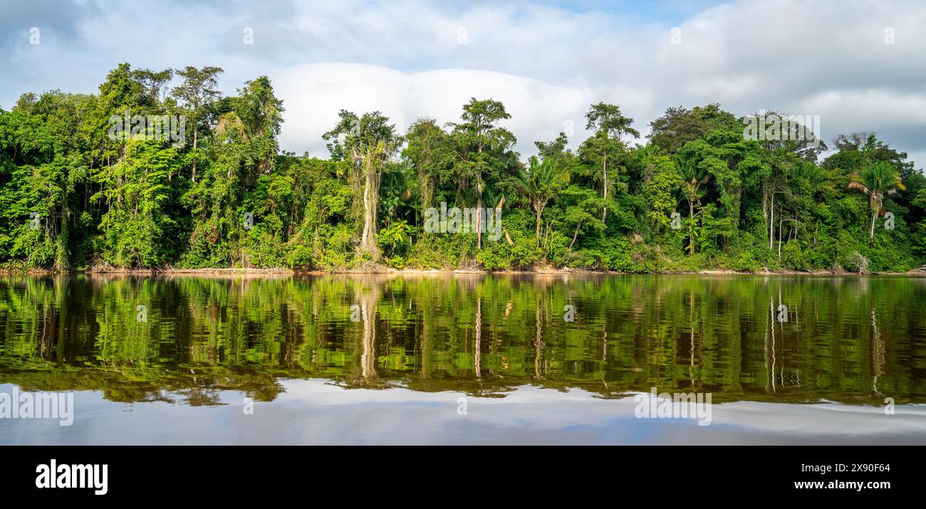 Suriname forest hi-res stock photography and images - Alamy
