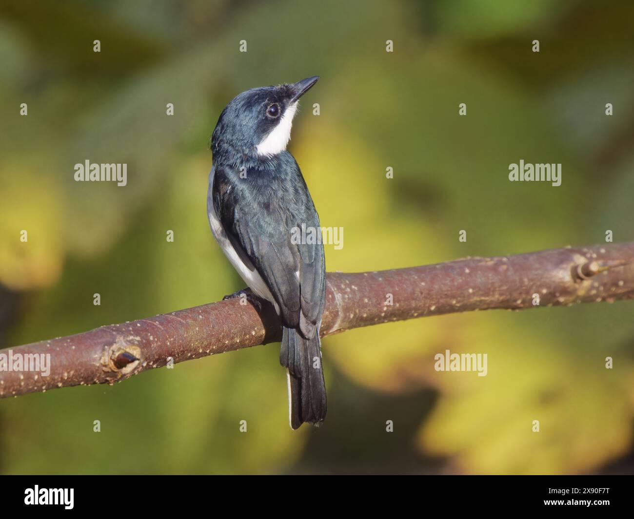 Black Winged Shrike Flycatcher Hemipus hirundinaceus Sabah, Malaysia ...