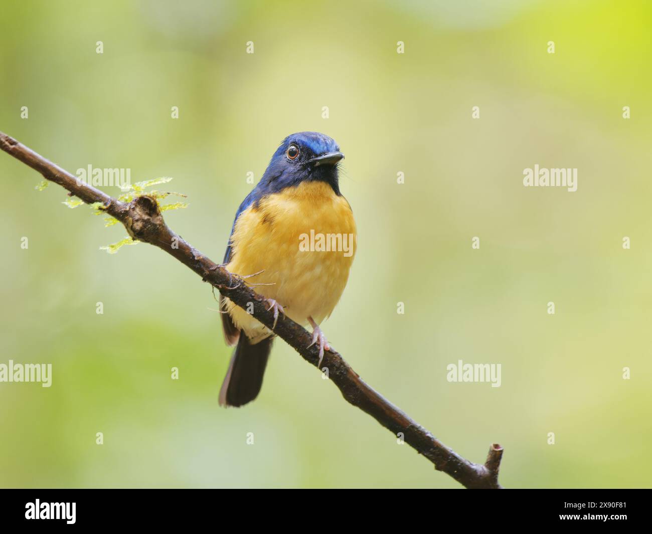 Sunda Blue Flycatcher Cyornis caerulatus Sabah, Malaysia, Borneo, SE ...