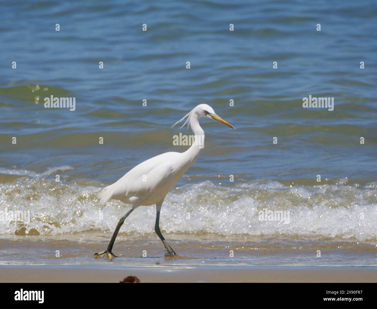 Pacific Reef Heron light morph Egretta sacra Sabah, Malaysia, Borneo ...