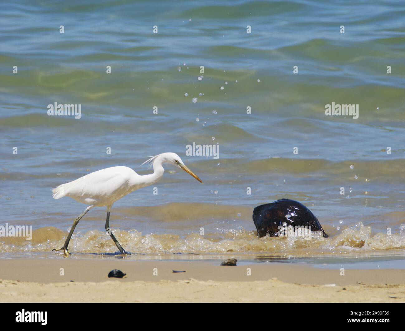 Pacific Reef Heron light morph Egretta sacra Sabah, Malaysia, Borneo ...
