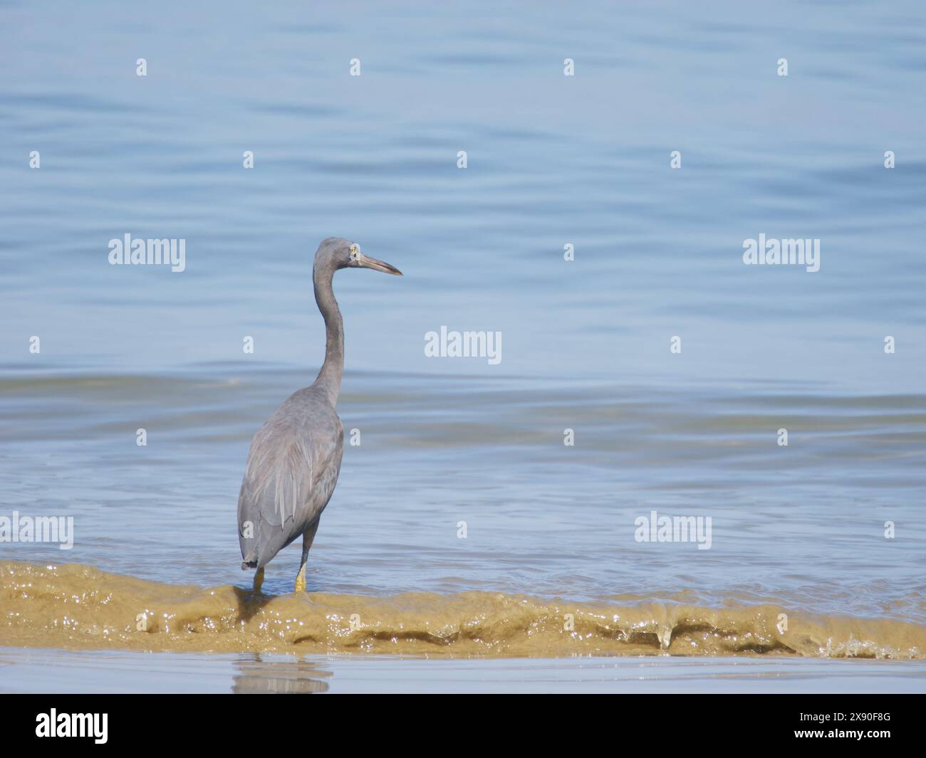 Pacific Reef Heron dark morph Egretta sacra Sabah, Malaysia, Borneo, SE ...