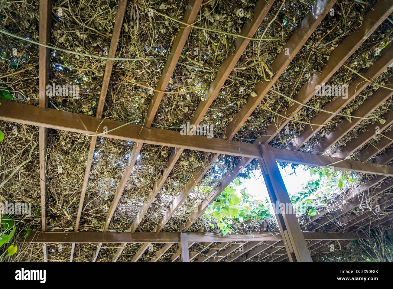Thatched ceiling pavilion with wooden frame structure viewed from below ...
