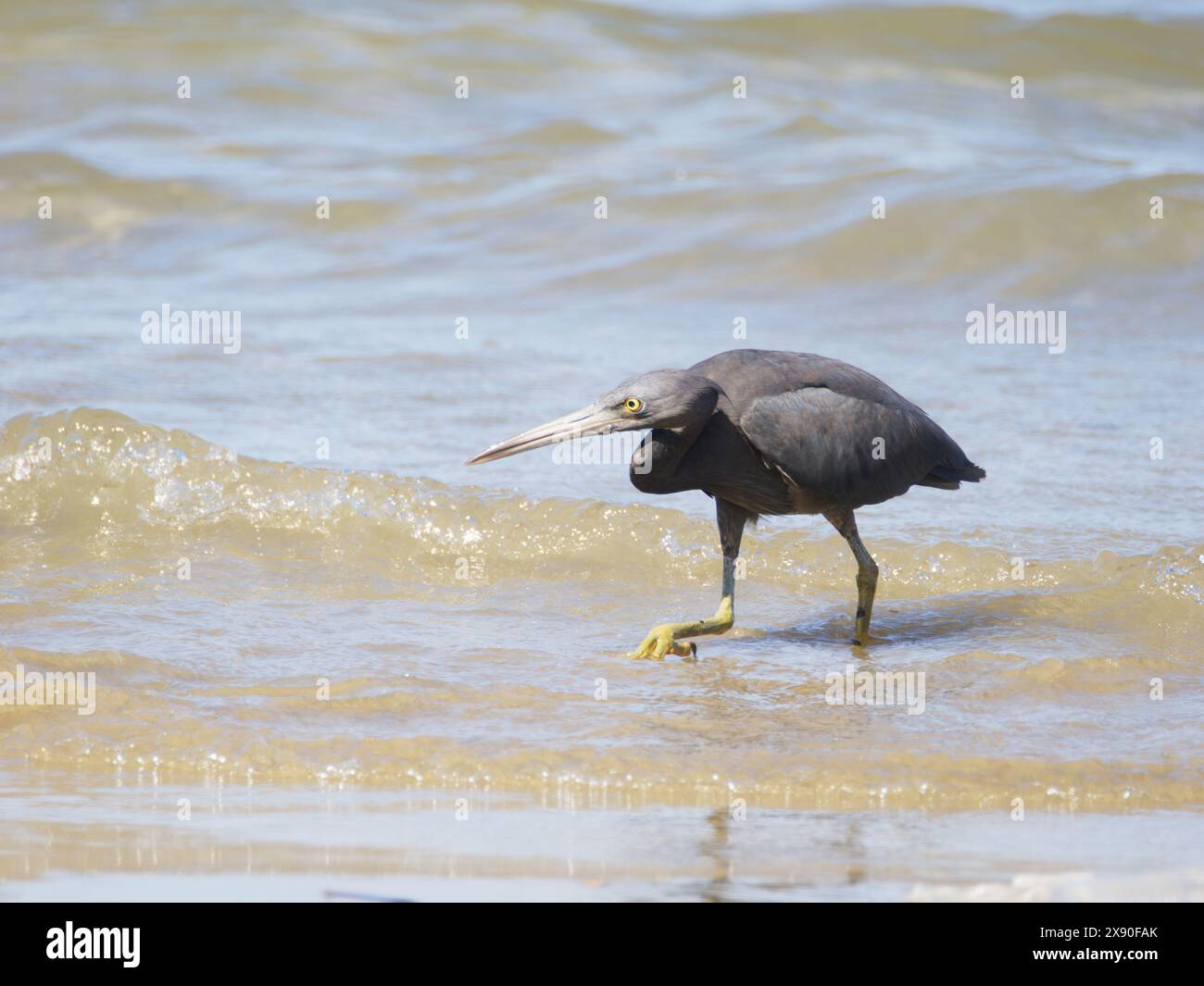 Pacific Reef Heron dark morph Egretta sacra Sabah, Malaysia, Borneo, SE ...