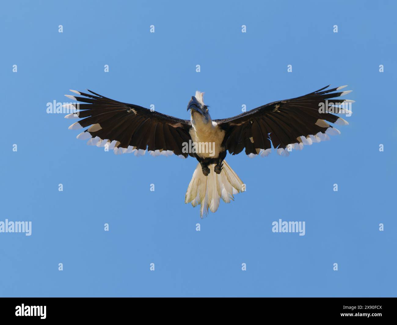 White Crowned Hornbill in flight Berenicornis comatus Sabah, Malaysia ...