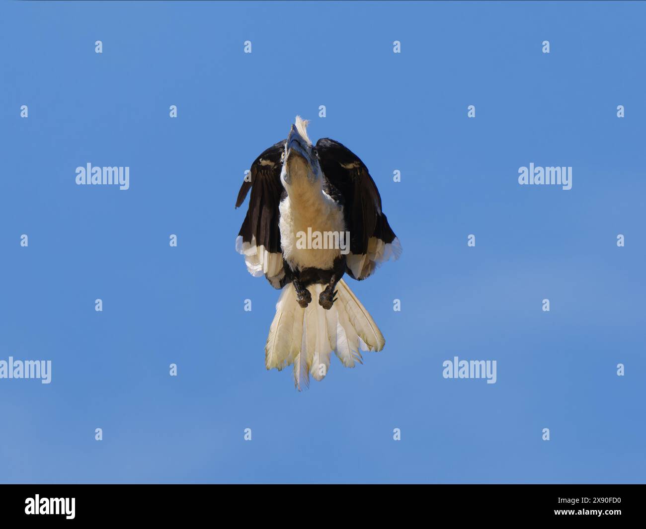 White Crowned Hornbill in flight Berenicornis comatus Sabah, Malaysia ...