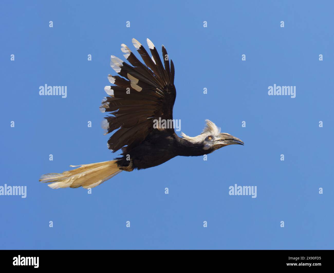 White Crowned Hornbill in flight Berenicornis comatus Sabah, Malaysia ...