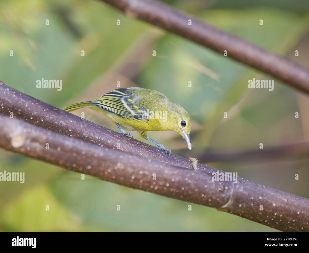 Green Iora Aegithina viridissima Sabah, Malaysia, Borneo, SE Asia ...