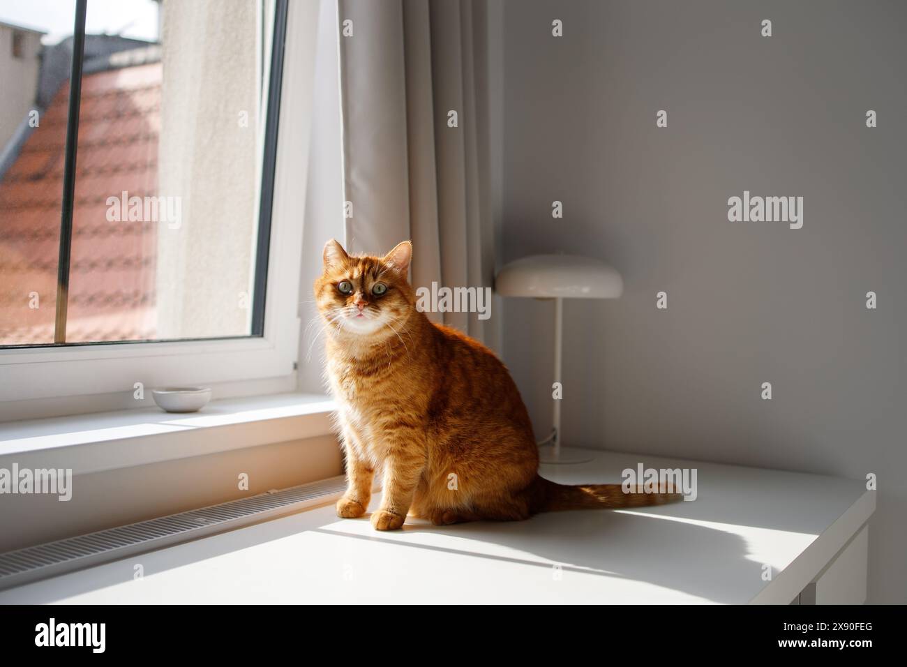 Cute ginger cat sitting near the window and looking at camera Stock ...