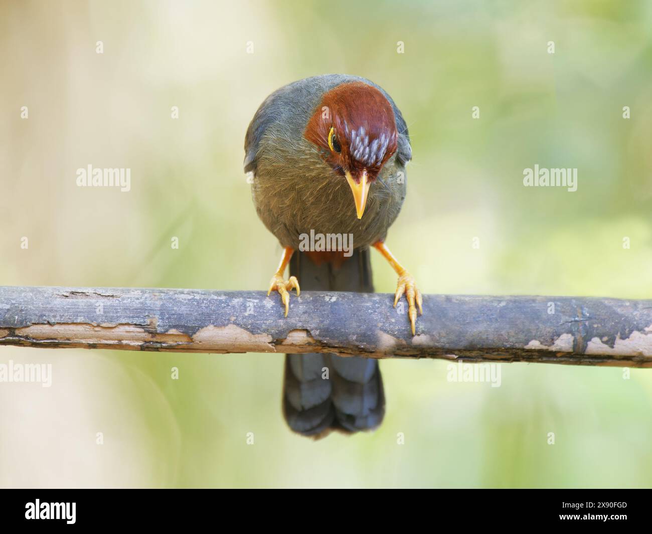 Chestnut Hooded Laughing Thrush Pterorhinus treachery Sabah, Malaysia ...