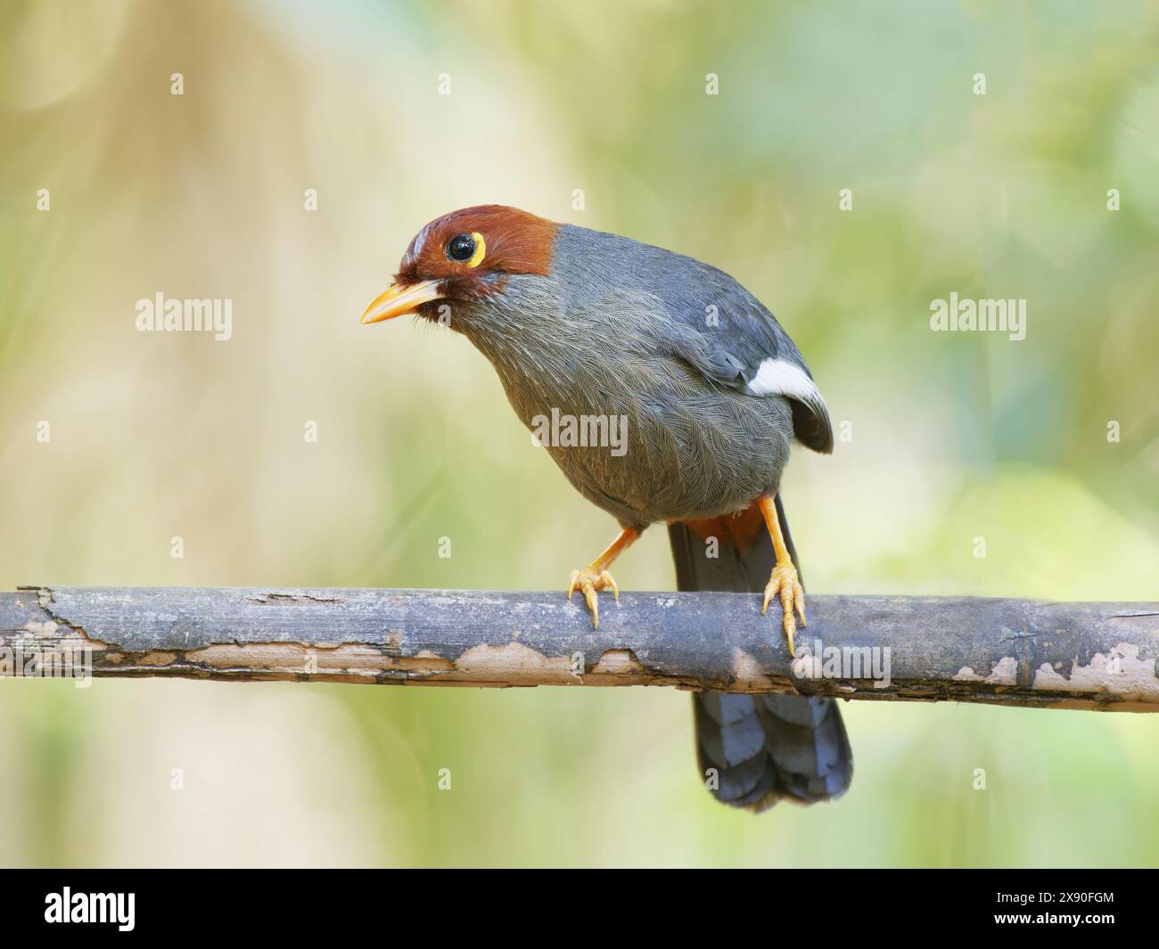 Chestnut Hooded Laughing Thrush Pterorhinus treachery Sabah, Malaysia ...