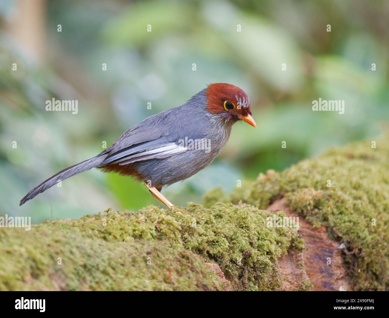 Chestnut Hooded Laughing Thrush Pterorhinus treachery Sabah, Malaysia ...