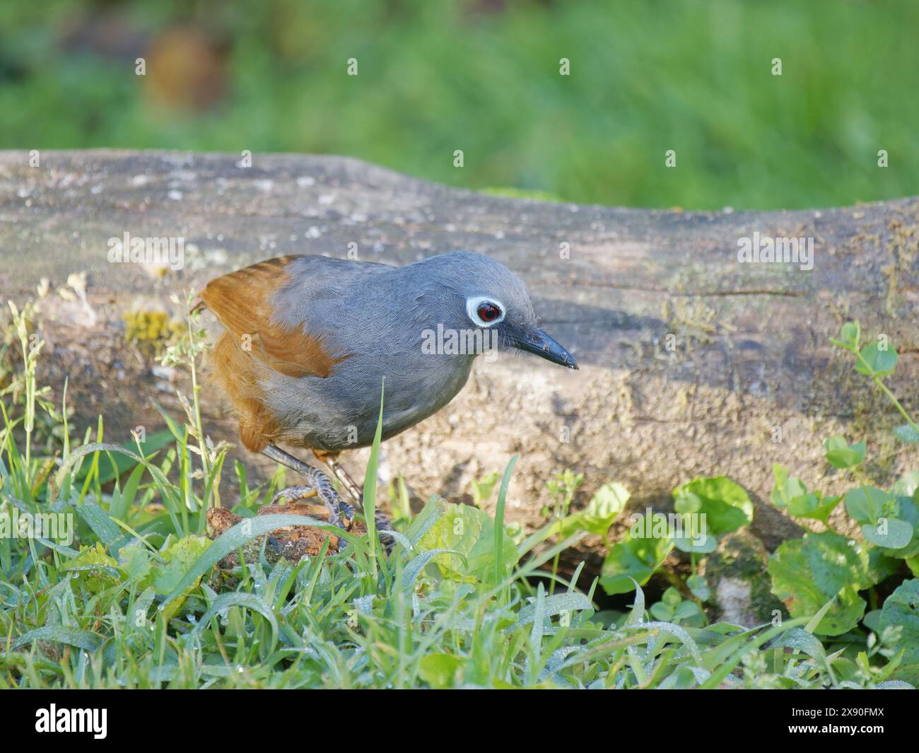 Sunda Laughing Thrush Garrulax palliates Sabah, Malaysia, Borneo, SE ...