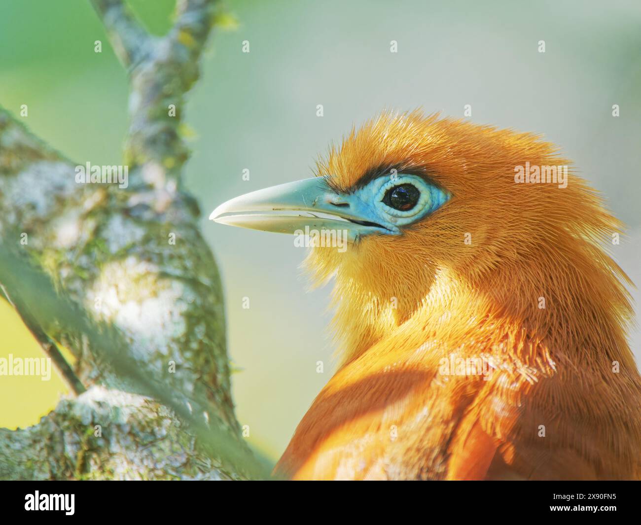 Raffles Malkoha head shot Rhinortha chlorophaea Sabah, Malaysia, Borneo ...