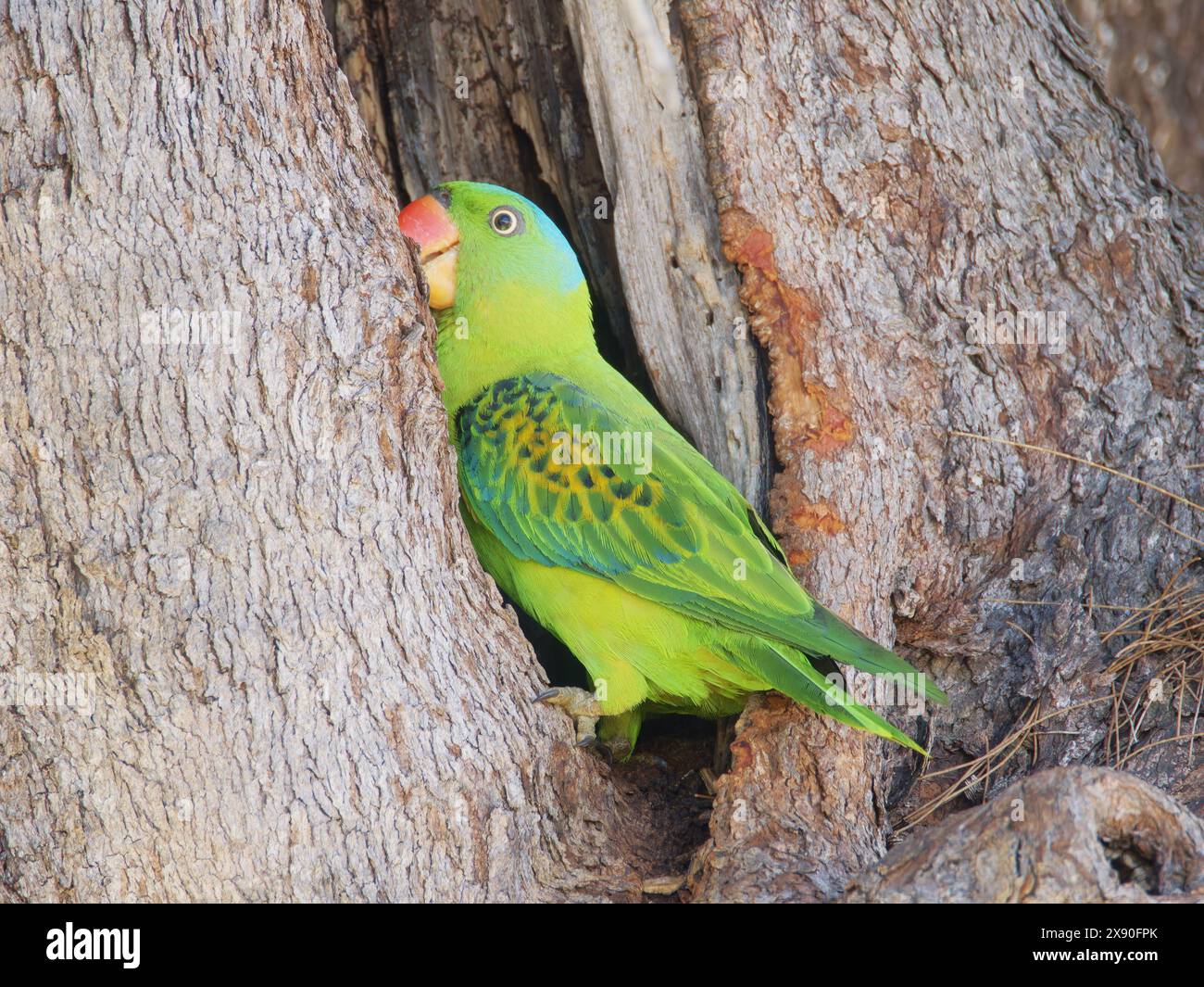 Blue Naped Parrot at nest hole Tanygnathus lucionensis Sabah, Malaysia ...