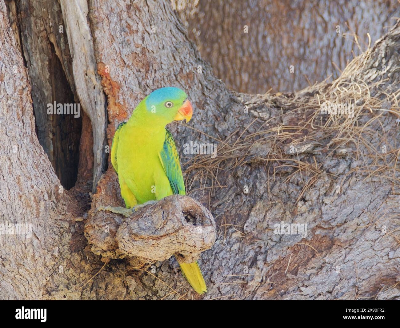 Blue Naped Parrot at nest hole Tanygnathus lucionensis Sabah, Malaysia ...