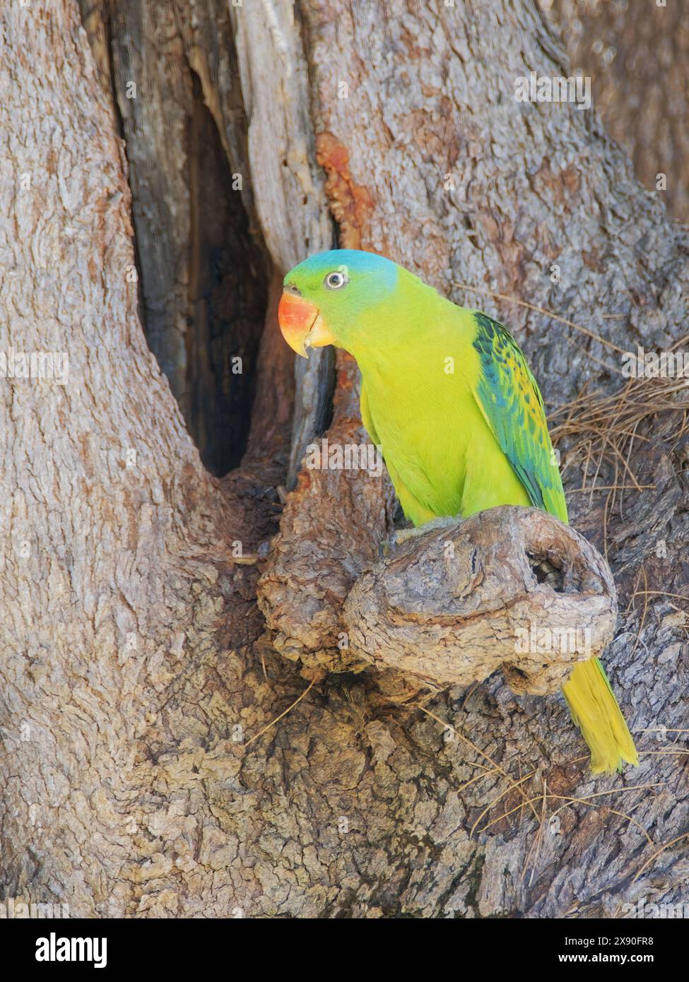 Blue Naped Parrot at nest hole Tanygnathus lucionensis Sabah, Malaysia ...