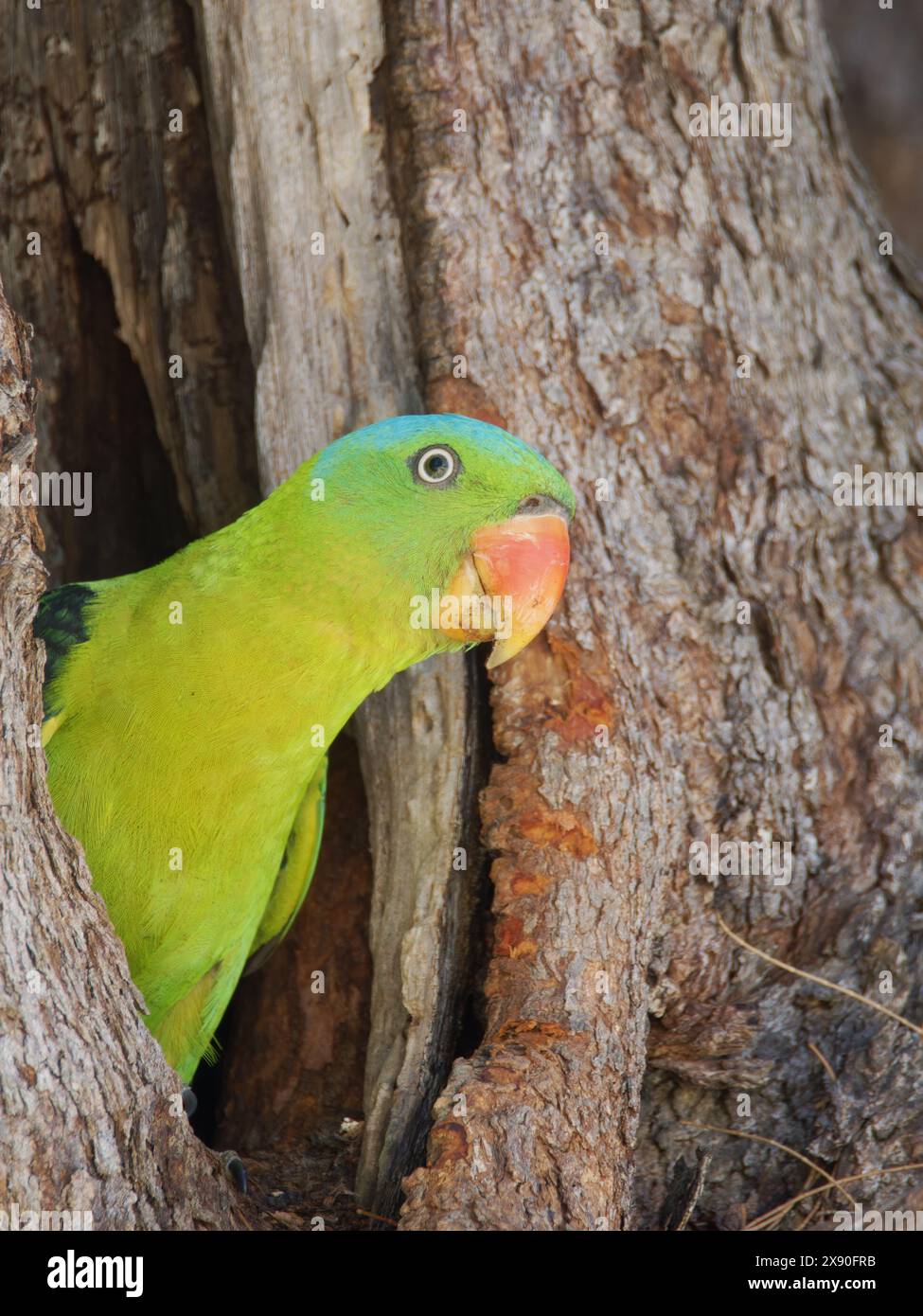 Blue Naped Parrot at nest hole Tanygnathus lucionensis Sabah, Malaysia ...