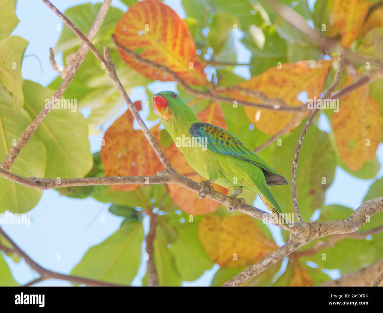 Blue Naped Parrot Tanygnathus lucionensis Sabah, Malaysia, Borneo, SE ...