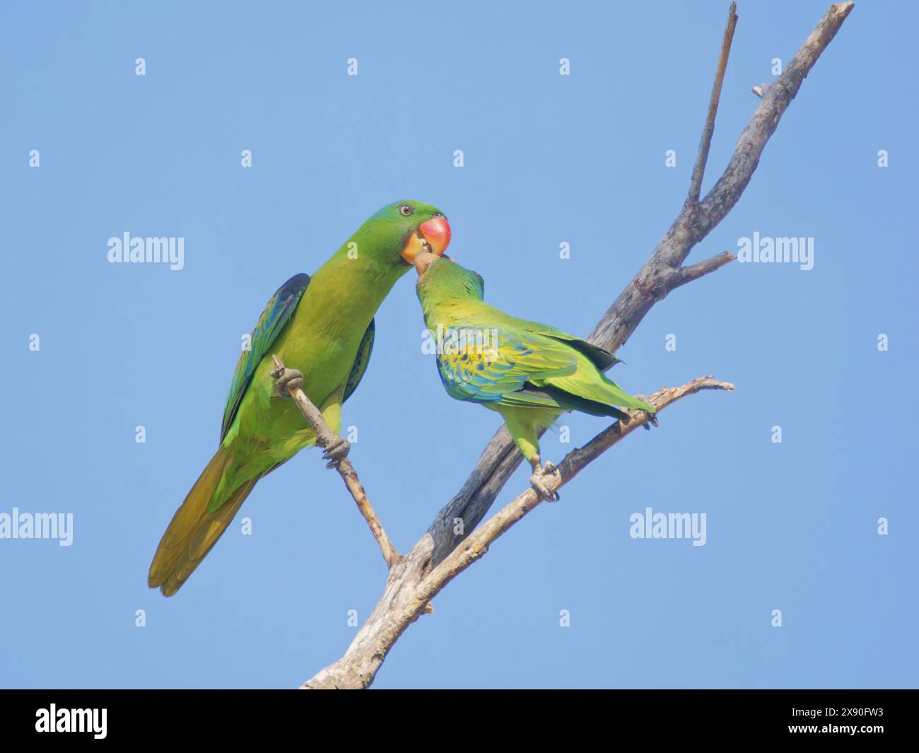 Blue Naped Parrot courtship feeding Tanygnathus lucionensis Sabah ...