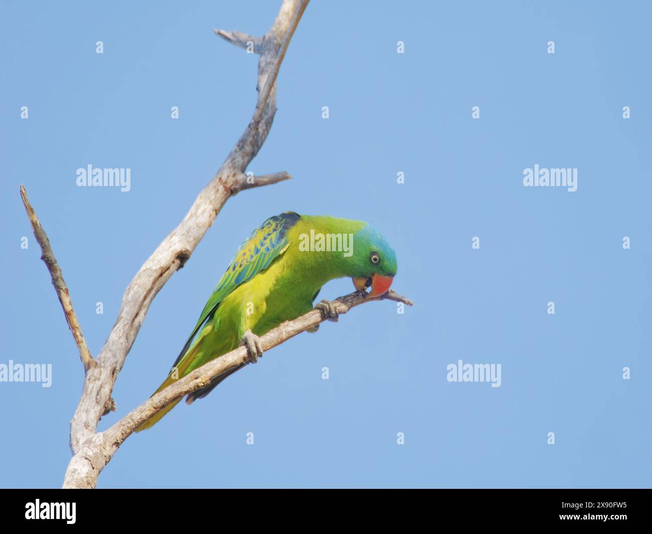 Blue Naped Parrot chewing bark Tanygnathus lucionensis Sabah, Malaysia ...
