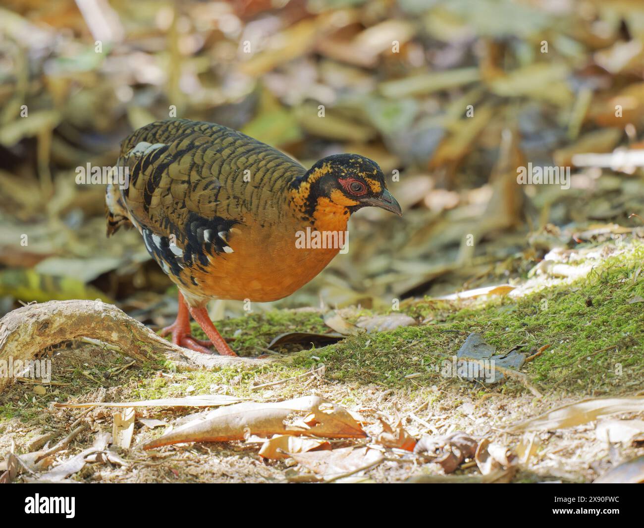Red Breasted Partridge Arborophila hyperythra Sabah, Malaysia, Borneo ...