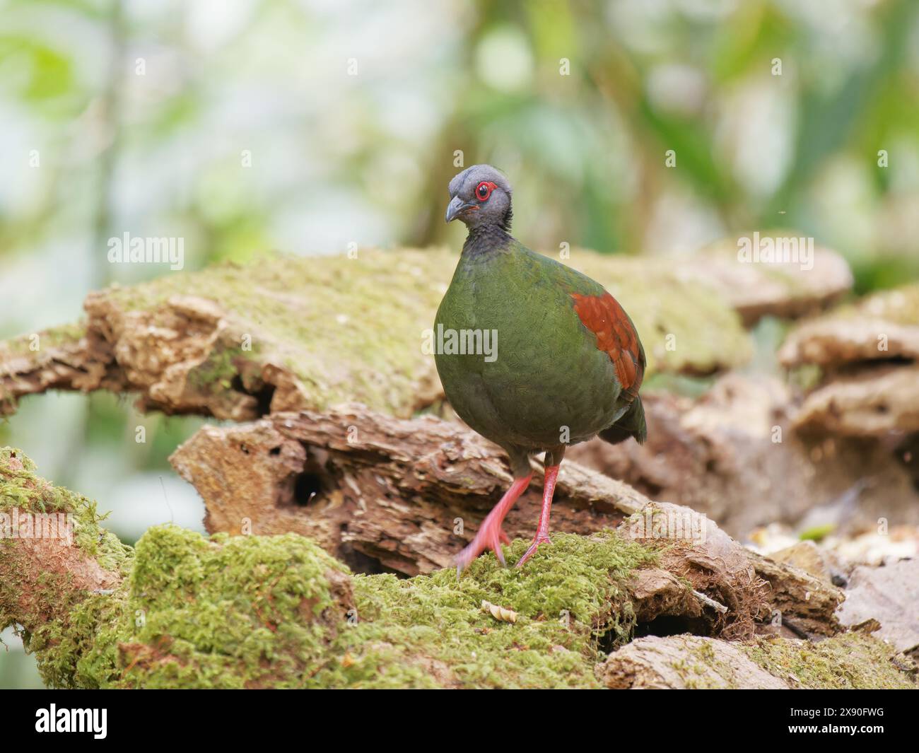 Crested Partridge female Rollulus rouloul Sabah, Malaysia, Borneo, SE ...