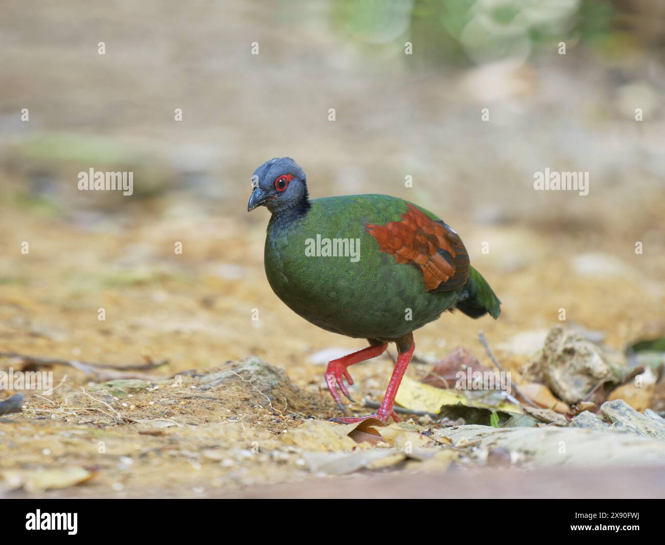 Crested Partridge female Rollulus rouloul Sabah, Malaysia, Borneo, SE ...