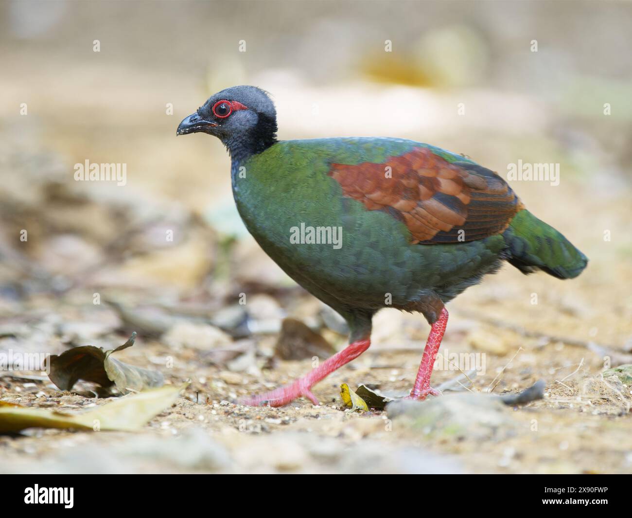Female partridge hi-res stock photography and images - Alamy
