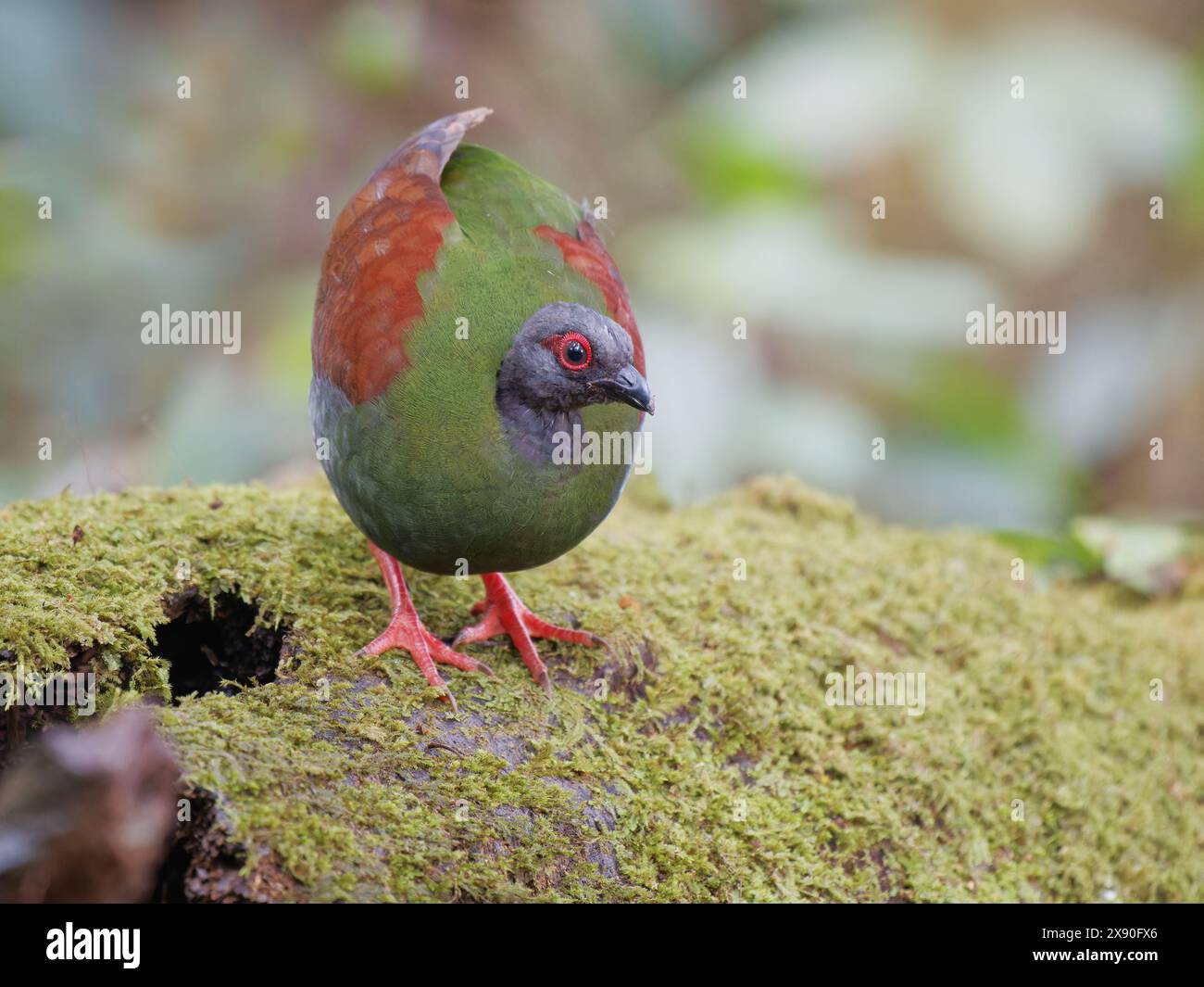 Crested Partridge female Rollulus rouloul Sabah, Malaysia, Borneo, SE ...
