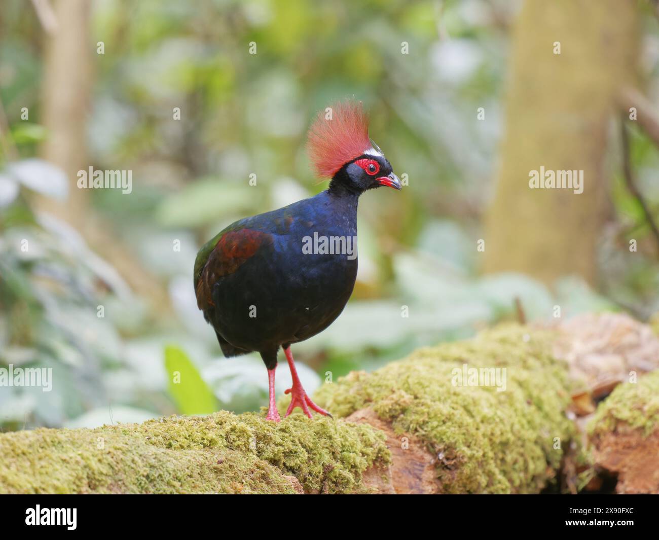 Crested Partridge male Rollulus rouloul Sabah, Malaysia, Borneo, SE ...