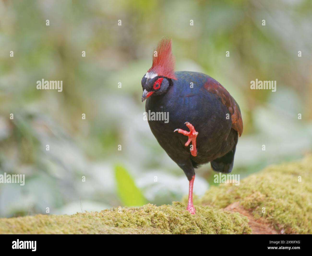 Crested Partridge male Rollulus rouloul Sabah, Malaysia, Borneo, SE ...