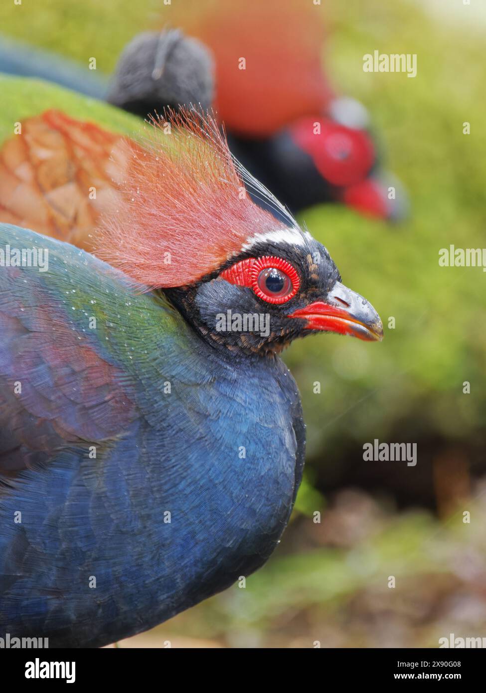 Crested Partridge male Rollulus rouloul Sabah, Malaysia, Borneo, SE ...