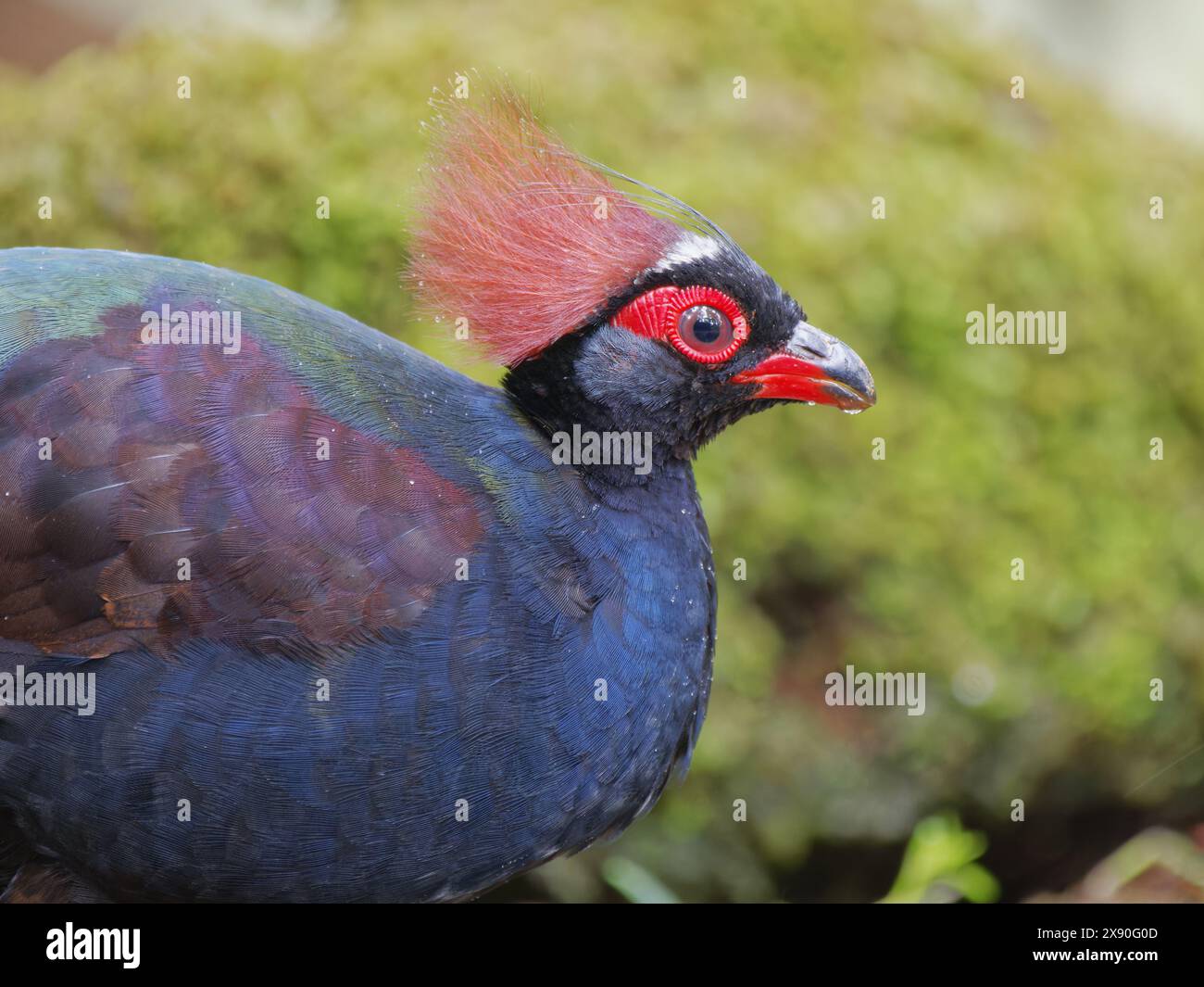 Crested Partridge male Rollulus rouloul Sabah, Malaysia, Borneo, SE ...