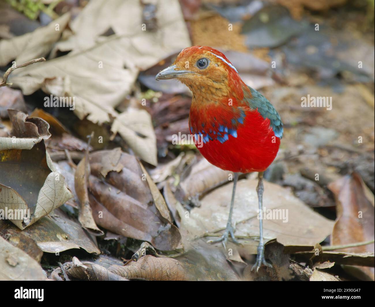 Blue Banded Pitta Erythropitta arquata Sabah, Malaysia, Borneo, SE Asia ...