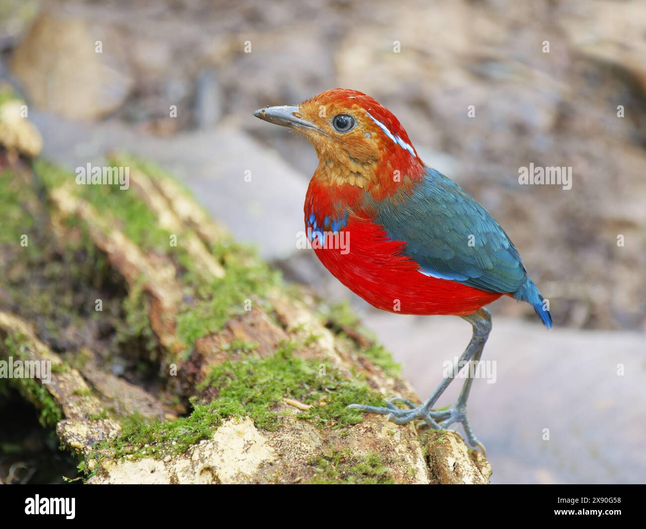 Blue Banded Pitta Erythropitta arquata Sabah, Malaysia, Borneo, SE Asia ...