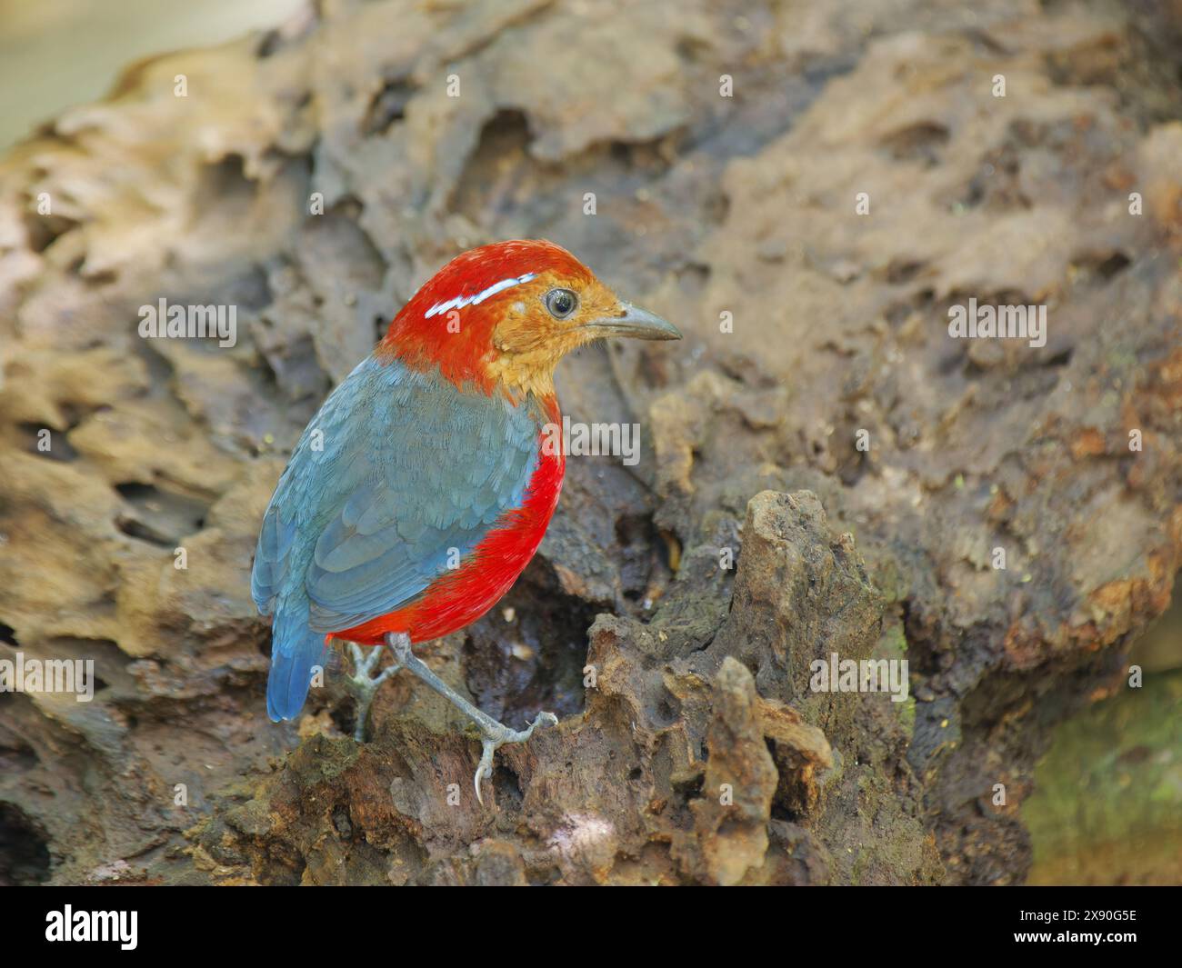 Blue Banded Pitta Erythropitta arquata Sabah, Malaysia, Borneo, SE Asia ...