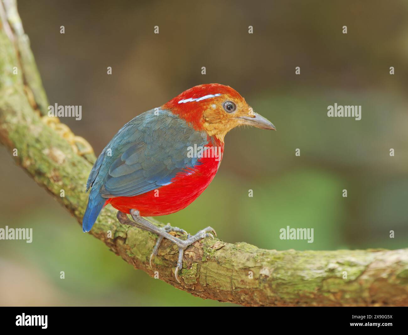 Blue Banded Pitta Erythropitta arquata Sabah, Malaysia, Borneo, SE Asia ...