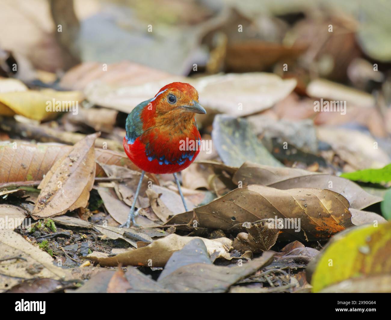 Blue Banded Pitta Erythropitta arquata Sabah, Malaysia, Borneo, SE Asia ...