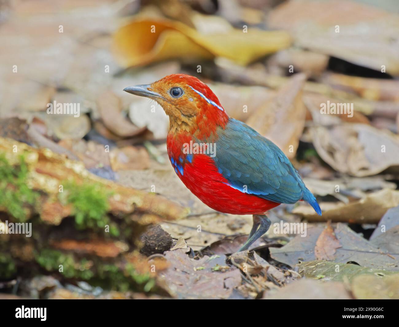 Blue Banded Pitta Erythropitta arquata Sabah, Malaysia, Borneo, SE Asia ...