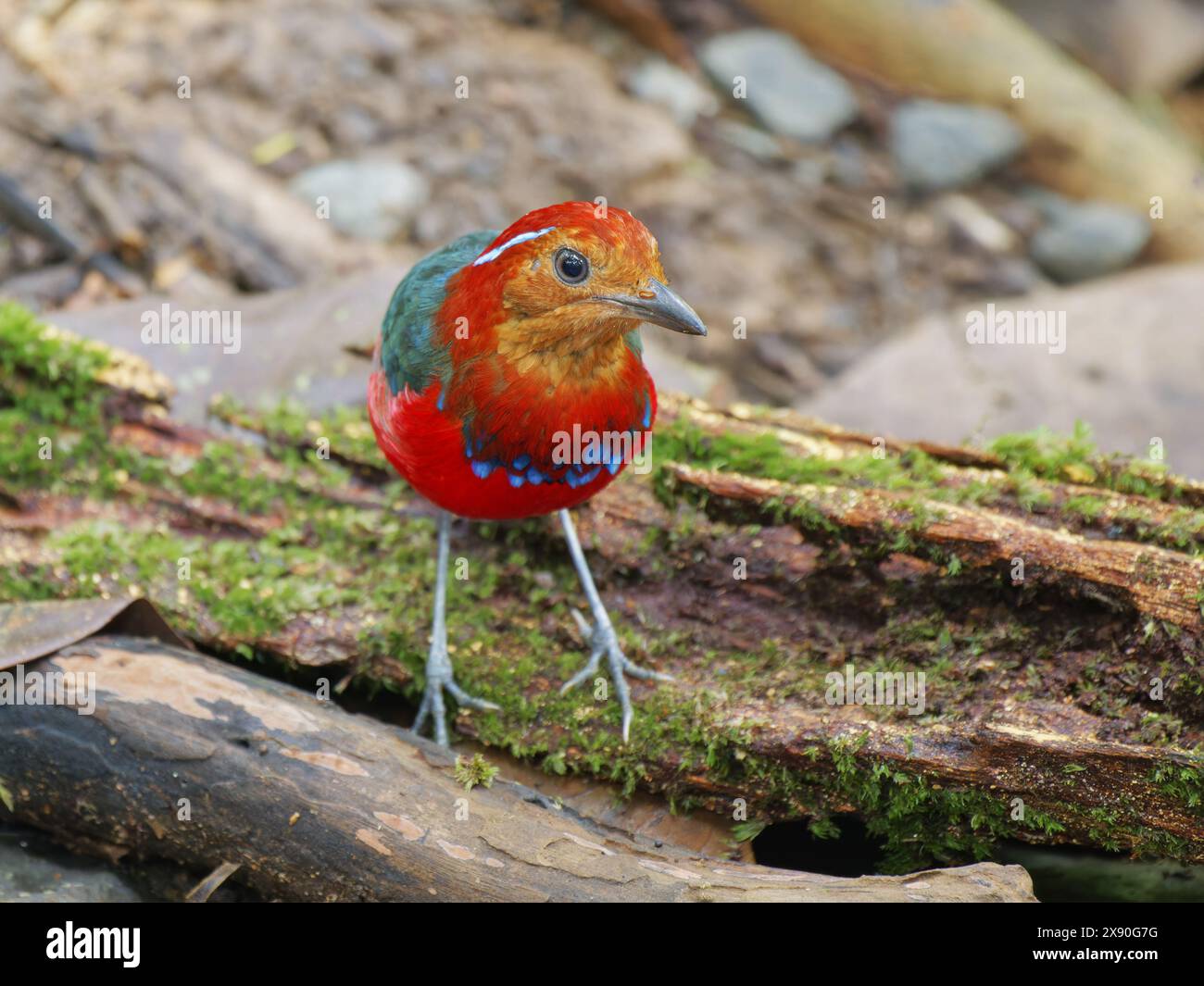 Blue Banded Pitta Erythropitta arquata Sabah, Malaysia, Borneo, SE Asia ...
