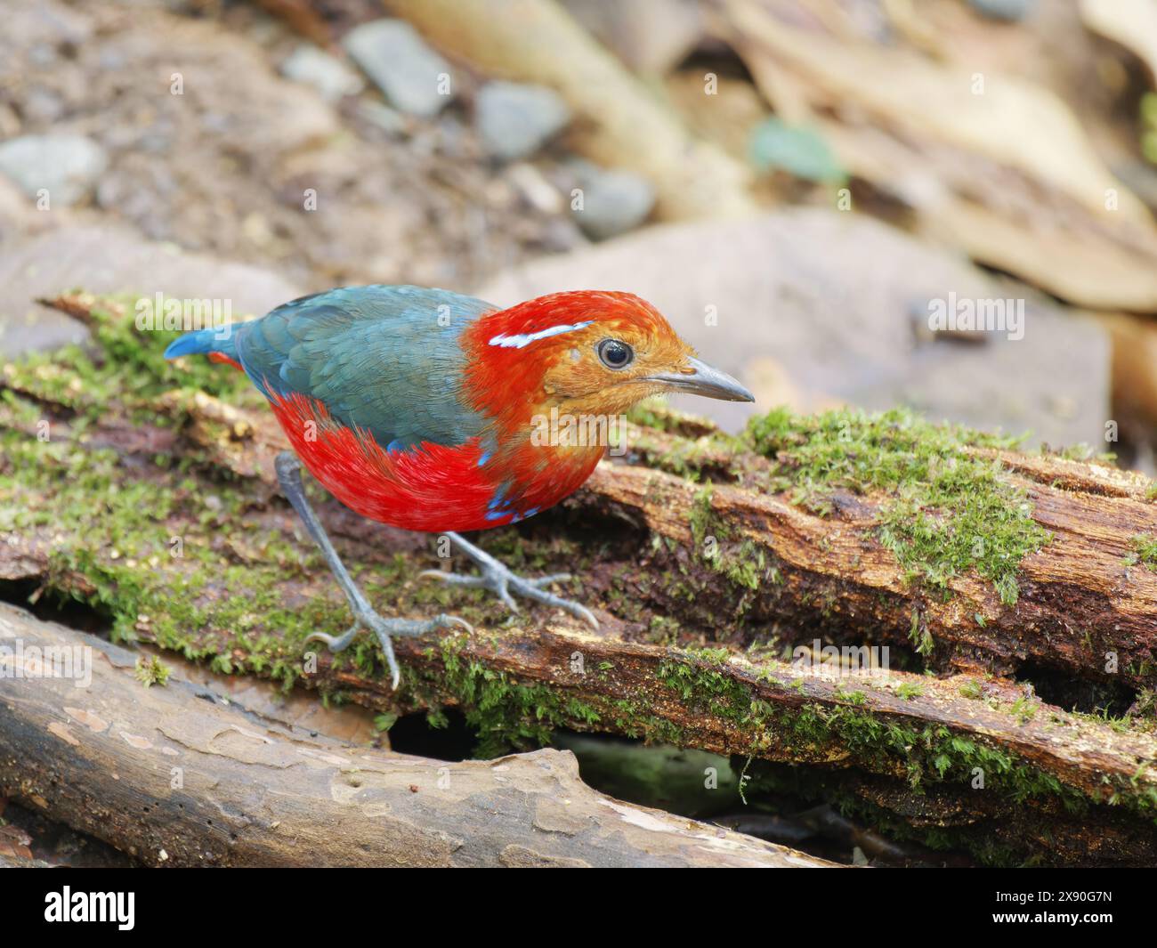Blue Banded Pitta Erythropitta arquata Sabah, Malaysia, Borneo, SE Asia ...