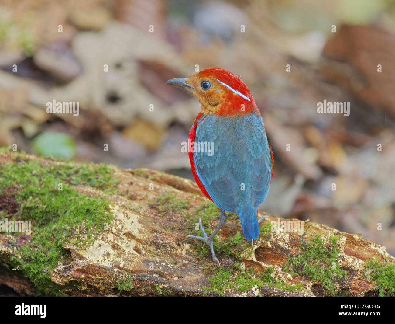 Blue Banded Pitta Erythropitta arquata Sabah, Malaysia, Borneo, SE Asia ...
