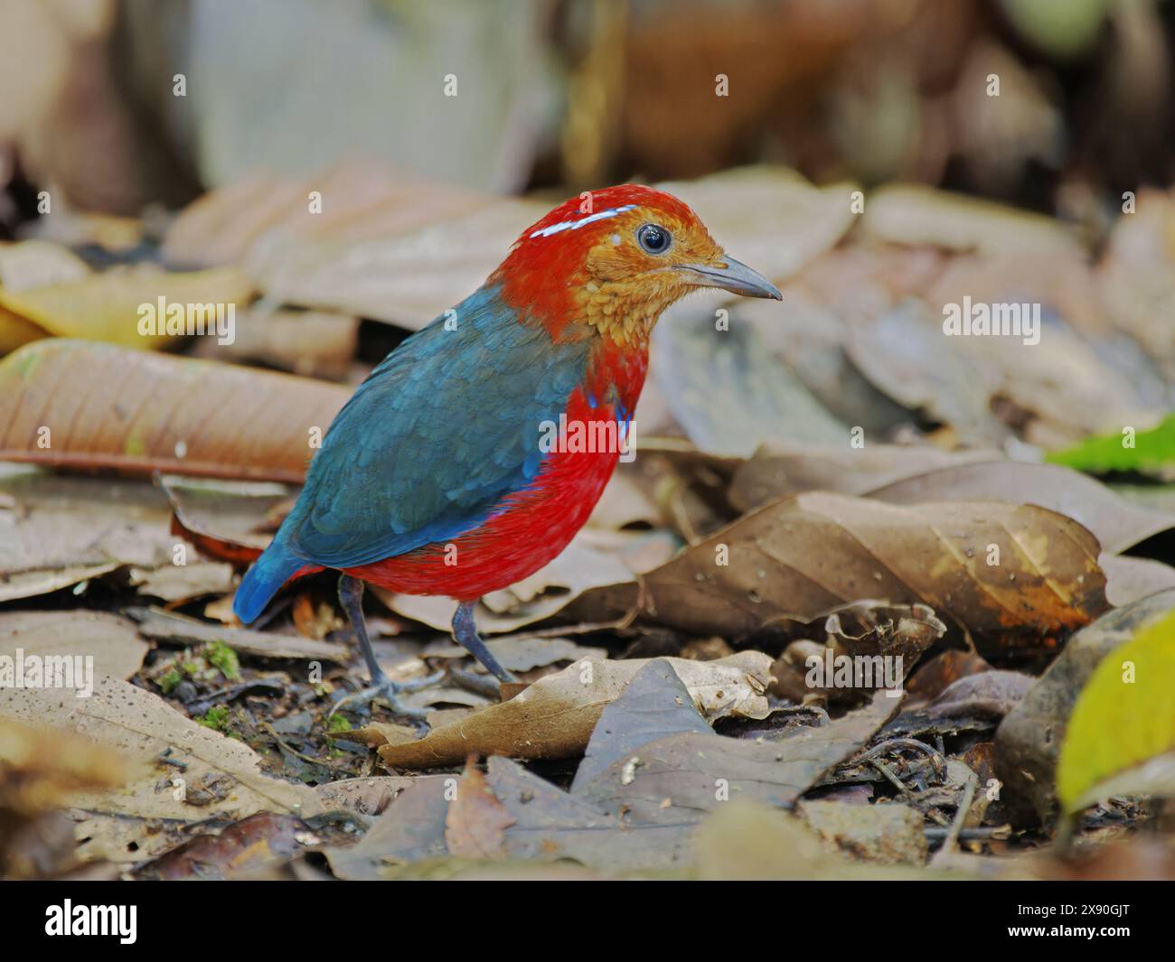 Blue Banded Pitta Erythropitta arquata Sabah, Malaysia, Borneo, SE Asia ...