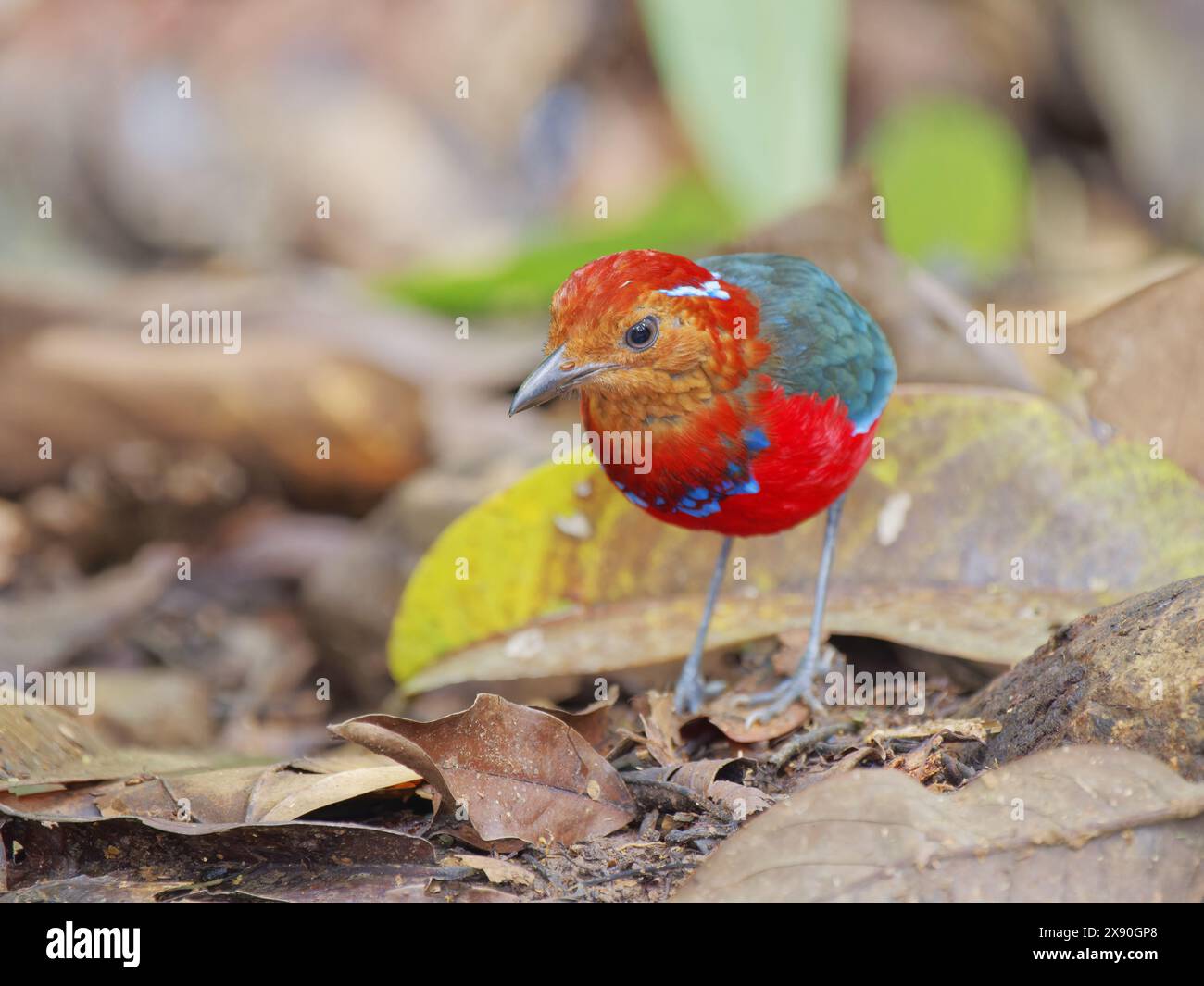 Blue Banded Pitta Erythropitta arquata Sabah, Malaysia, Borneo, SE Asia ...