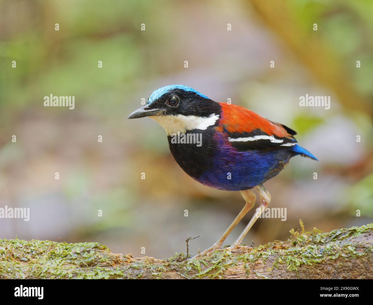 Blue Headed Pitta male Hydrornis baudii Sabah, Malaysia, Borneo, SE ...